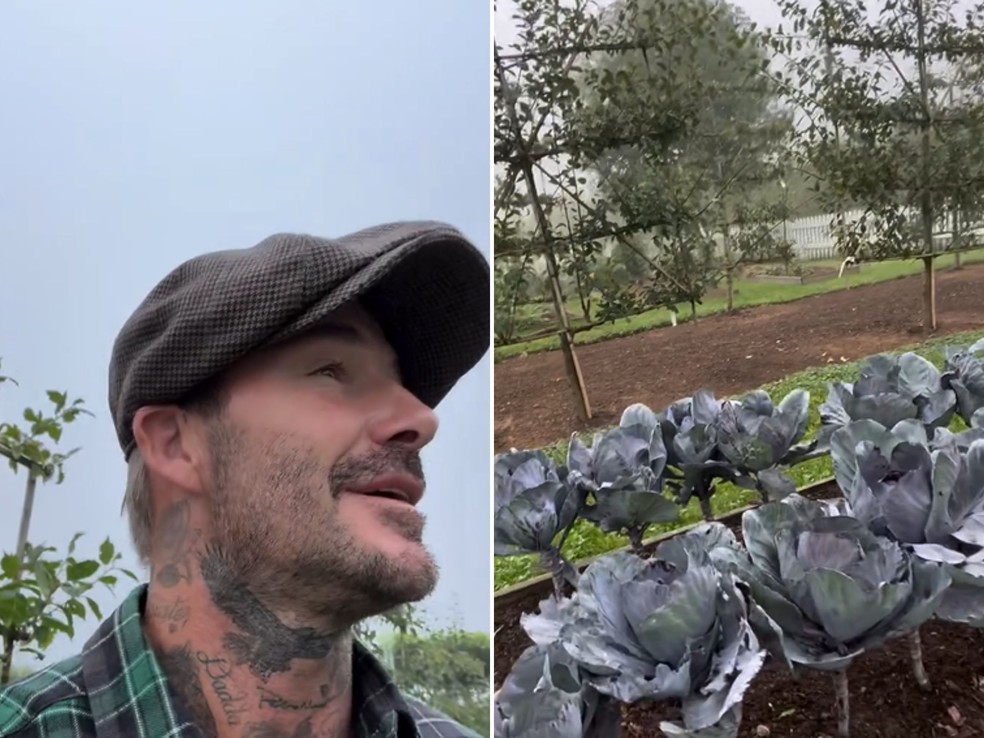 David Beckham arranca elogios com colheita de vegetais plantados por ...