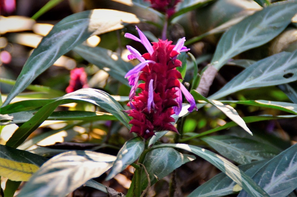 Plantas roxas: 8 espécies com flores ou folhas desta linda cor
