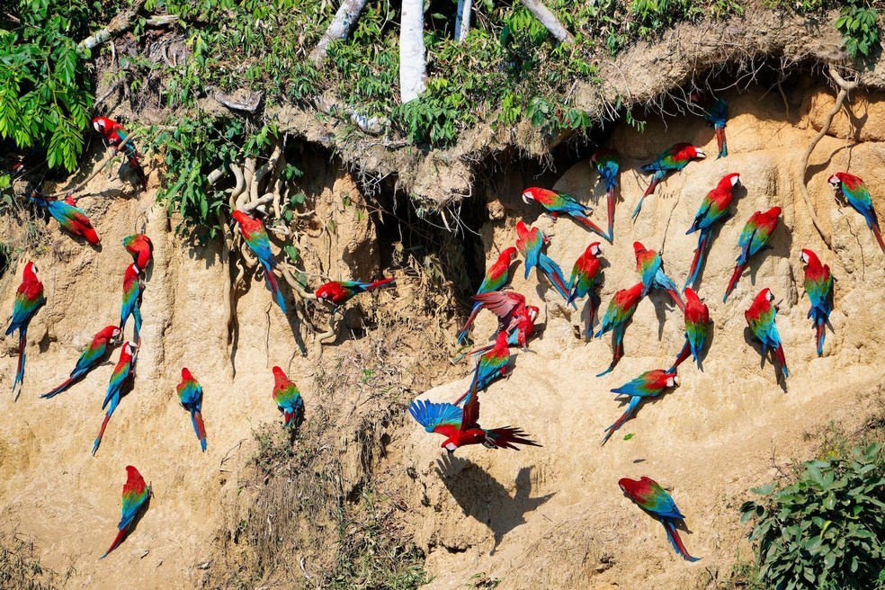 Birdwatching: os melhores lugares do mundo para observar aves