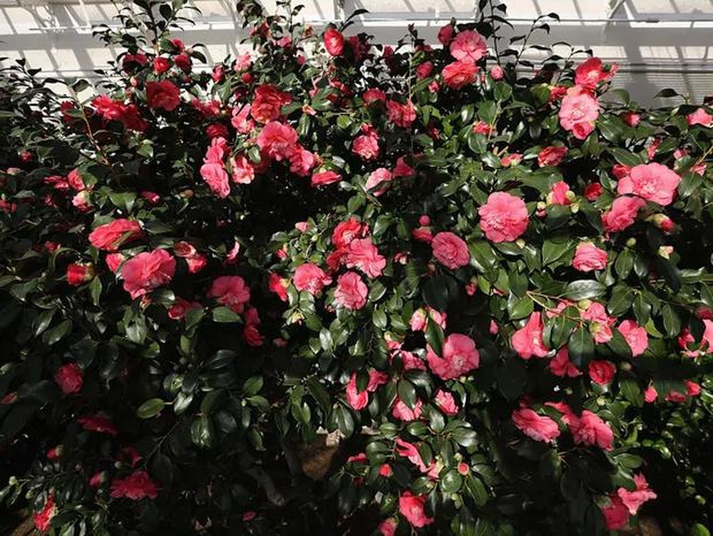 Como plantar camélias em casa