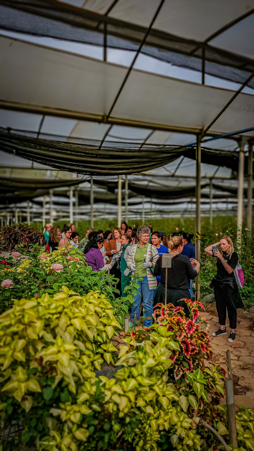 Universo botânico mostra sua força na maior feira de plantas e flores ...