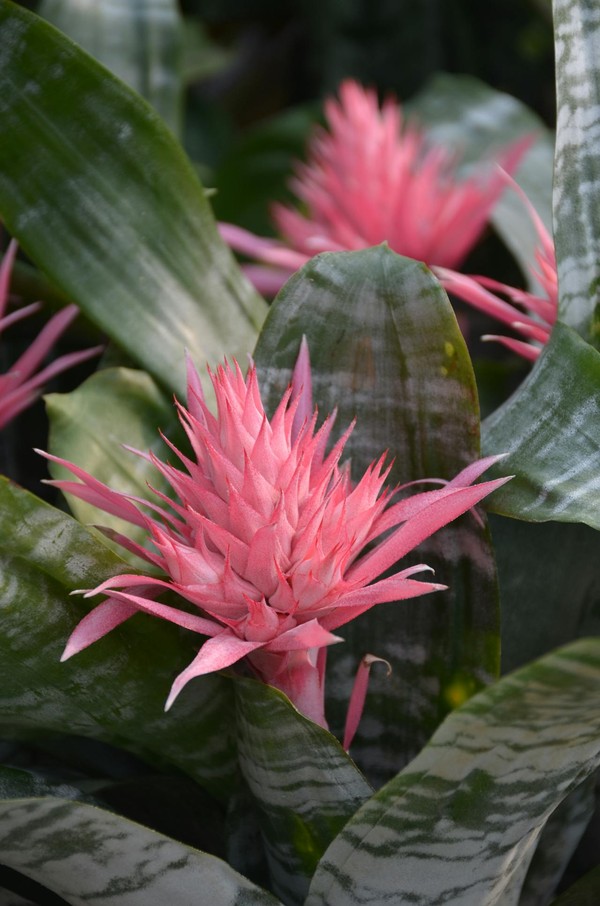 20 plantas com muitas flores para ter em casa