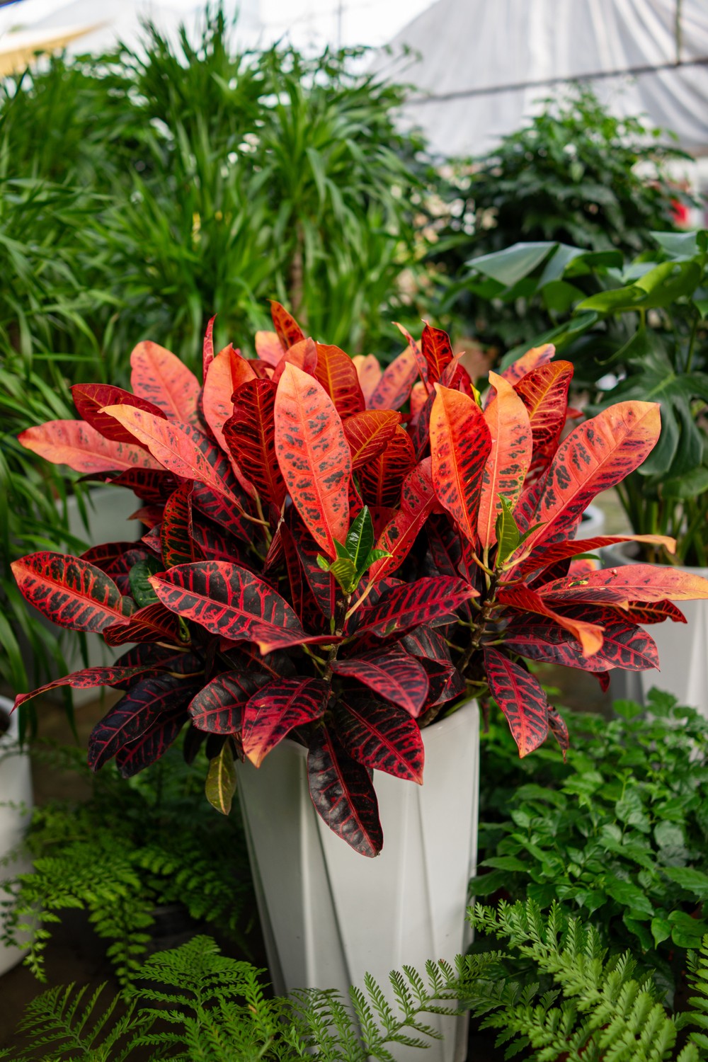 Croton: como cuidar e fazer mudas