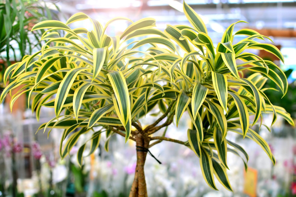 Pleomele: conheça a planta 'impossível' de matar e que purifica o ar