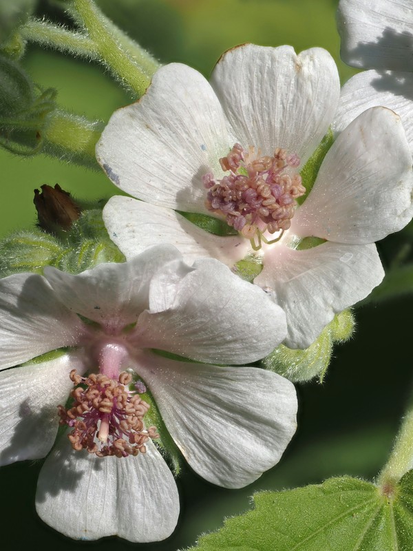 Cheflera: a planta medicinal poderosa que você precisa ter em casa ...