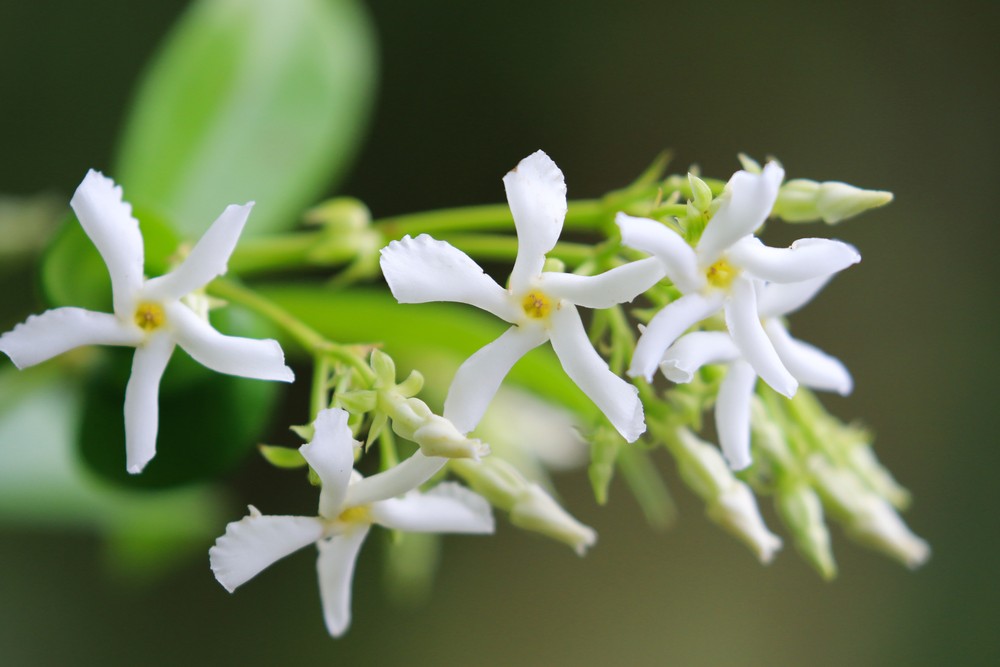 Como cultivar jasmim, flor perfumada e com propriedades medicinais