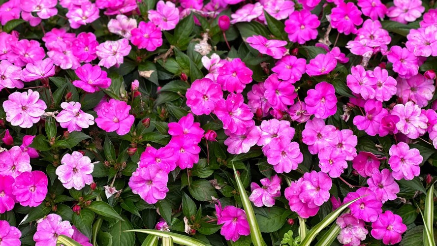 Flores que duram o ano todo: 6 espécies que florescem sem parar