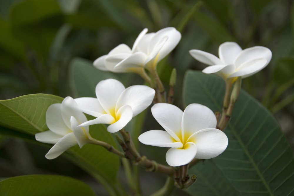 Como cultivar jasmim, flor perfumada e com propriedades medicinais ...