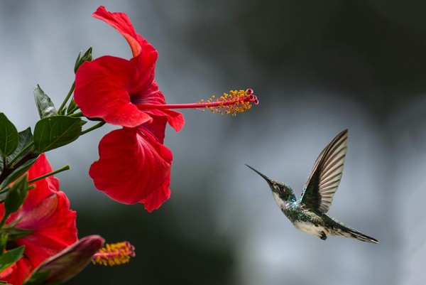 O que significa a visita de beija-flor em casa, segundo o Feng Shui?