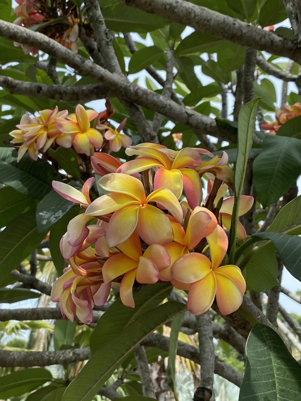 Como cultivar jasmim, flor perfumada e com propriedades medicinais