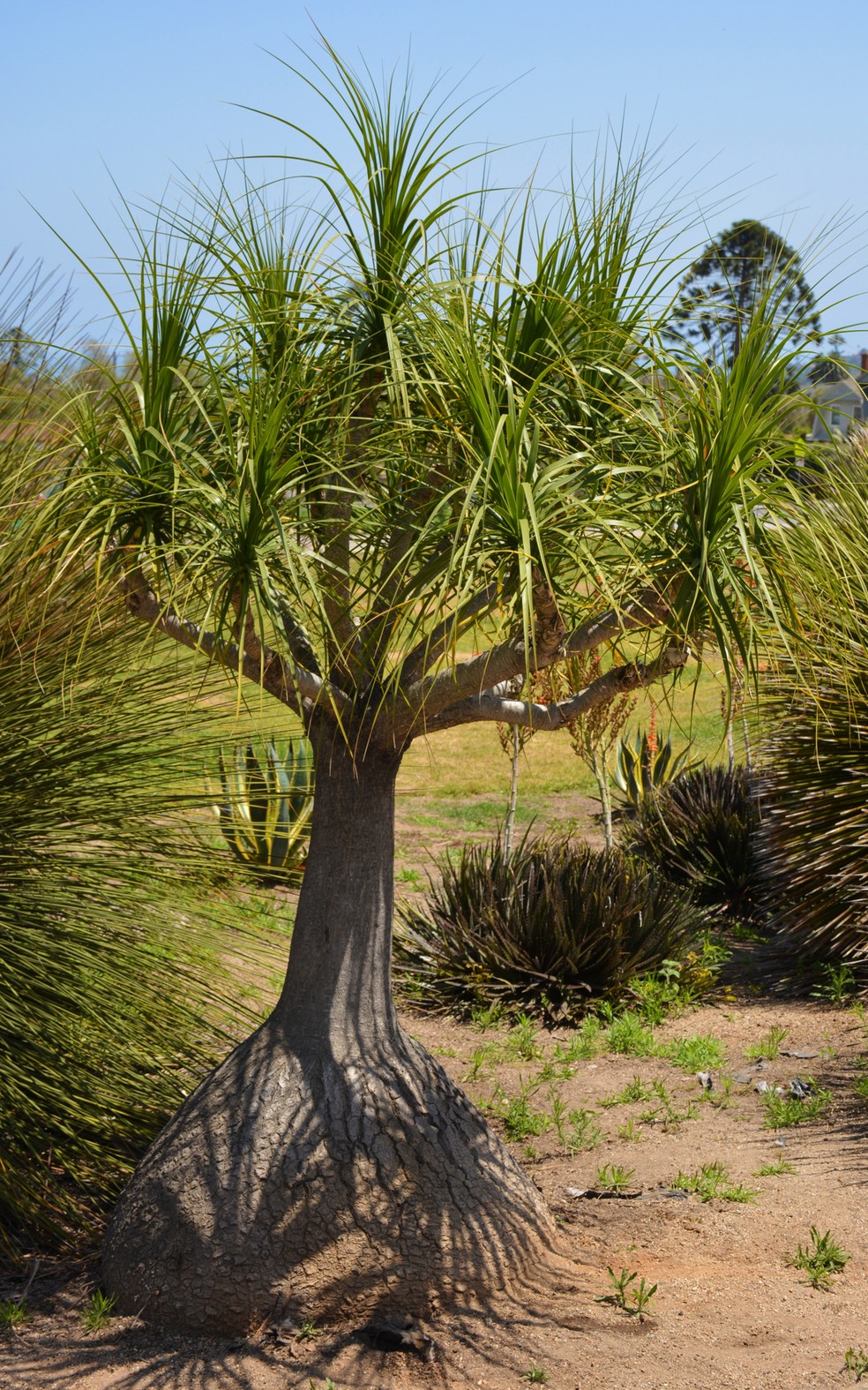 Plantas para fachada: conheça as melhores espécies