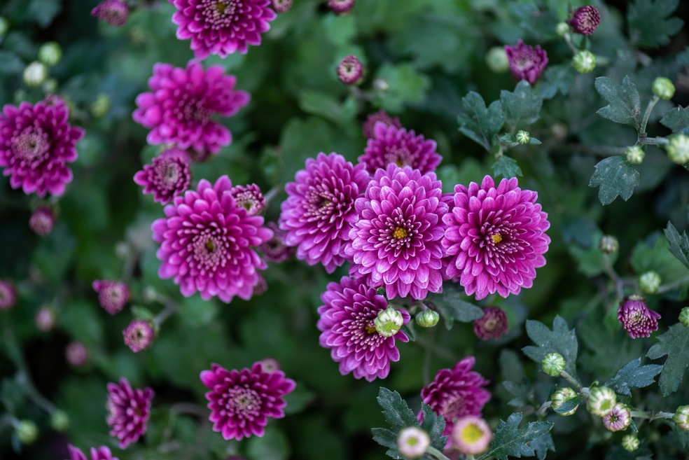 Crisântemo: o significado e as cores da flor no Feng Shui