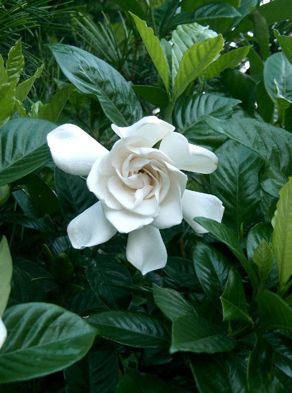 Como cultivar jasmim, flor perfumada e com propriedades medicinais