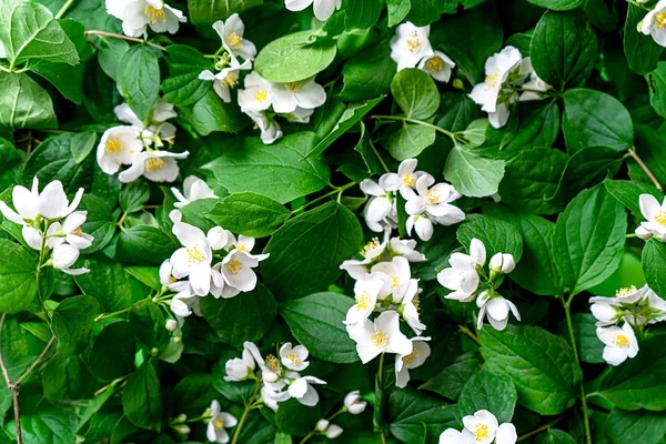Como cultivar jasmim, flor perfumada e com propriedades medicinais