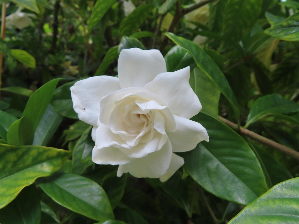 Floriografia: você conhece a linguagem das flores e seu significado oculto?