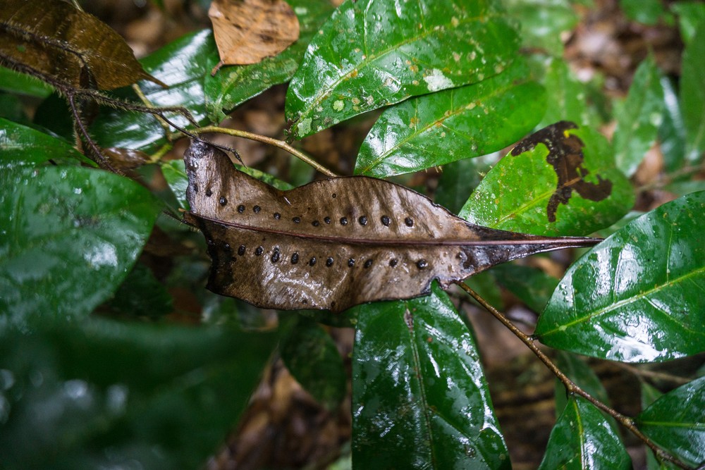 Como salvar folhas secas e queimadas | Paisagismo | Casa Vogue