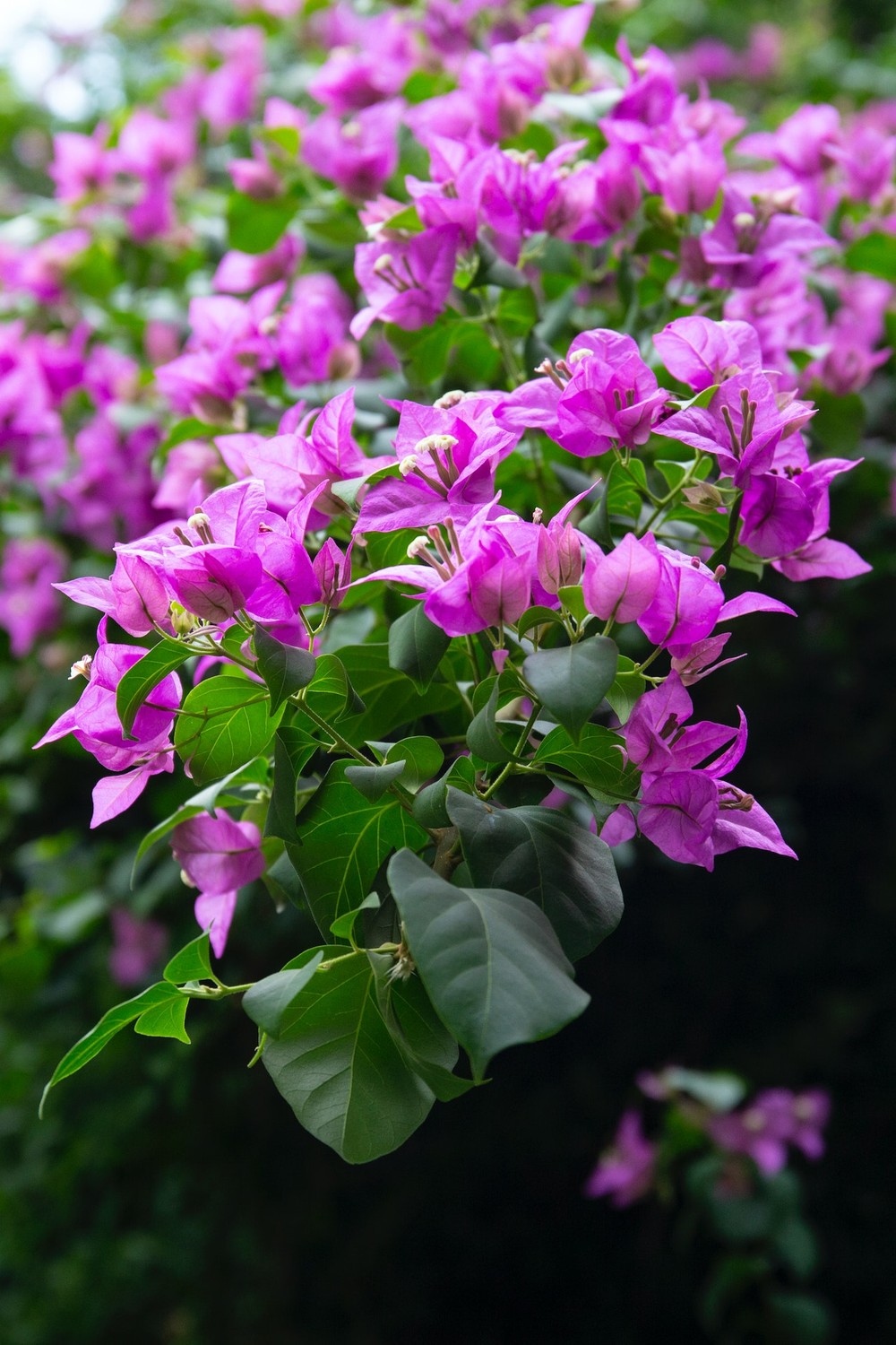 Plantas roxas: 8 espécies com flores ou folhas desta linda cor ...