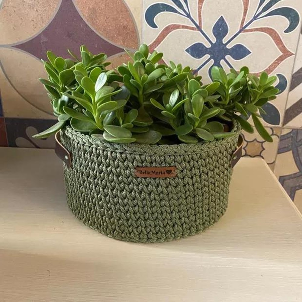 Como cuidar do bálsamo: planta de fácil cultivo e com propriedades ...