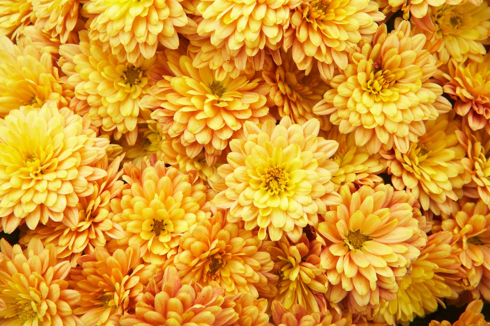 Crisântemo: o significado e as cores da flor no Feng Shui