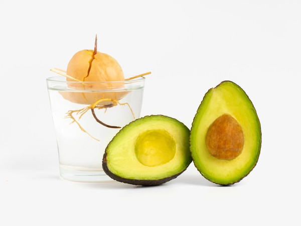 Abacateiro: como plantar e cultivar | Paisagismo | Casa Vogue