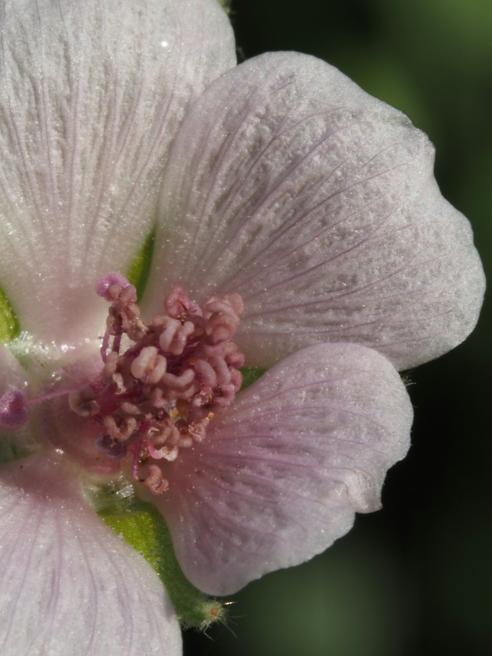 Cheflera: a planta medicinal poderosa que você precisa ter em casa ...