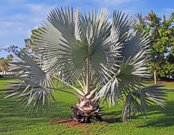 Palmeira-azul: saiba tudo sobre esta planta que gosta de sol pleno ...