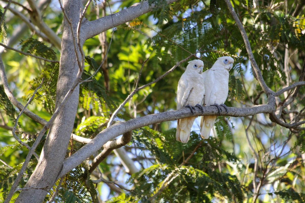 Birdwatching: os melhores lugares do mundo para observar aves
