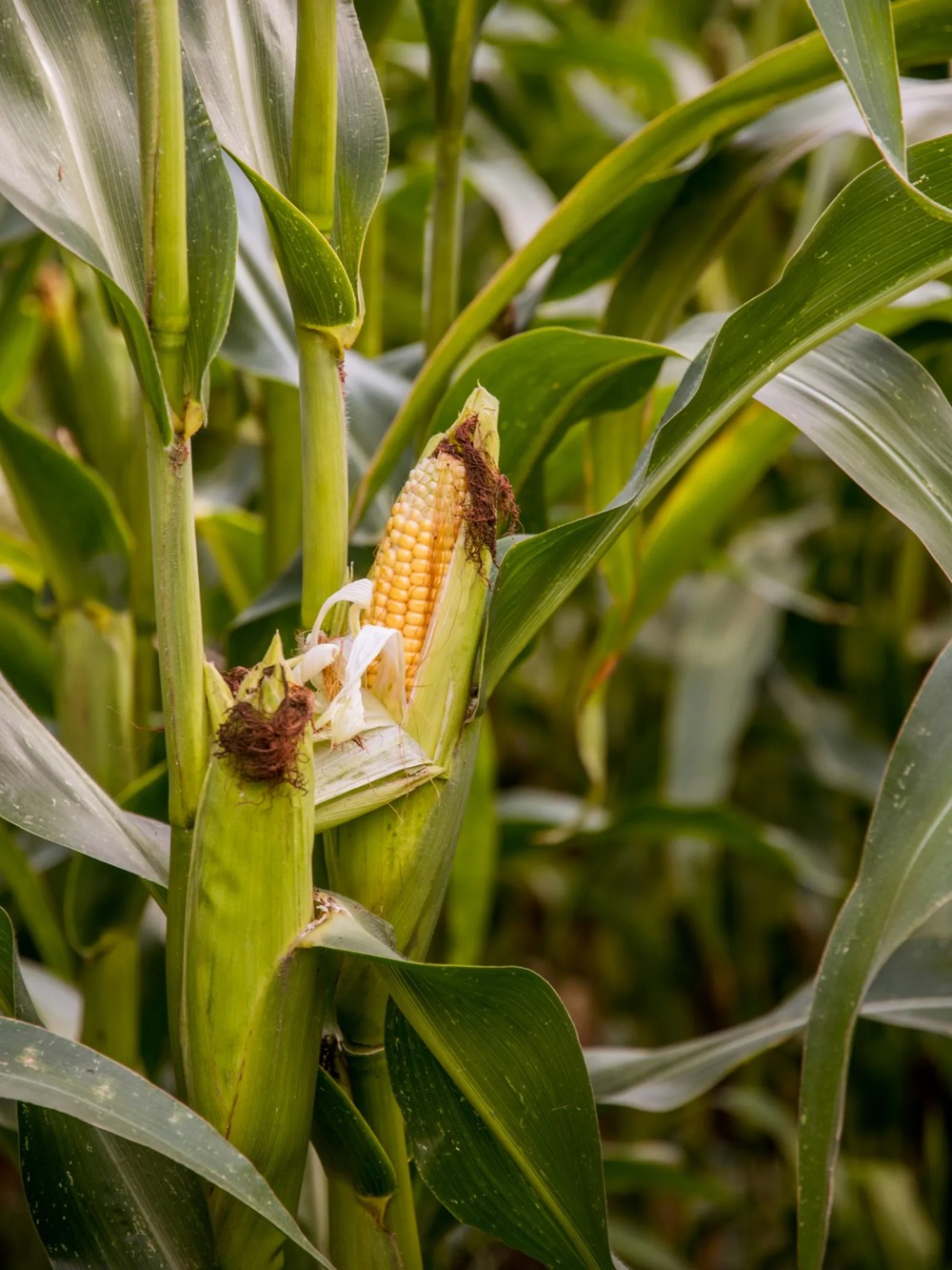 Estas são as plantas e flores sagradas da cultura maia