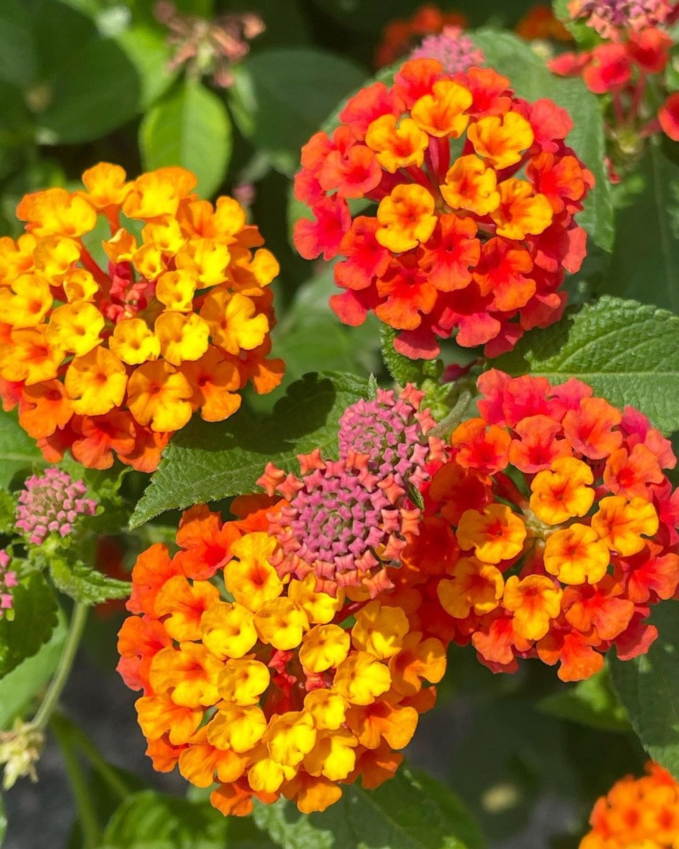 7 lindas flores que vão encher o seu jardim de borboletas