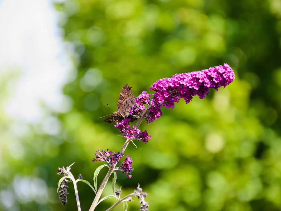 7 lindas flores que vão encher o seu jardim de borboletas