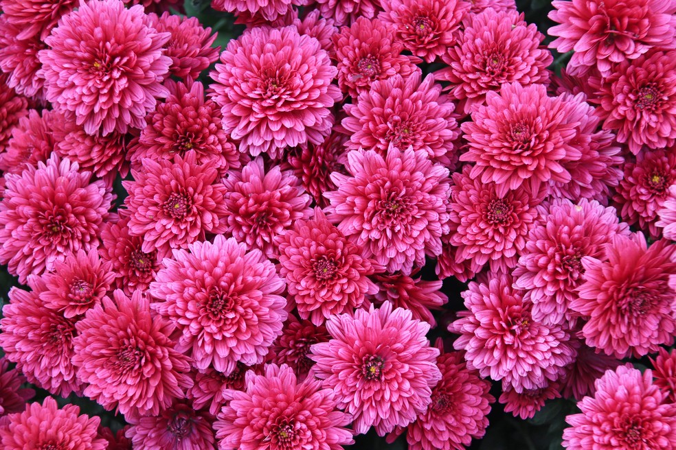 Crisântemo: o significado e as cores da flor no Feng Shui