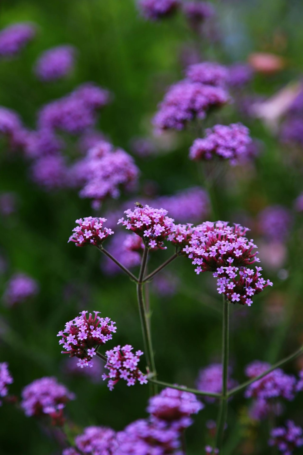 Verbena: como cultivar a espécie medicinal que é linda para decorar