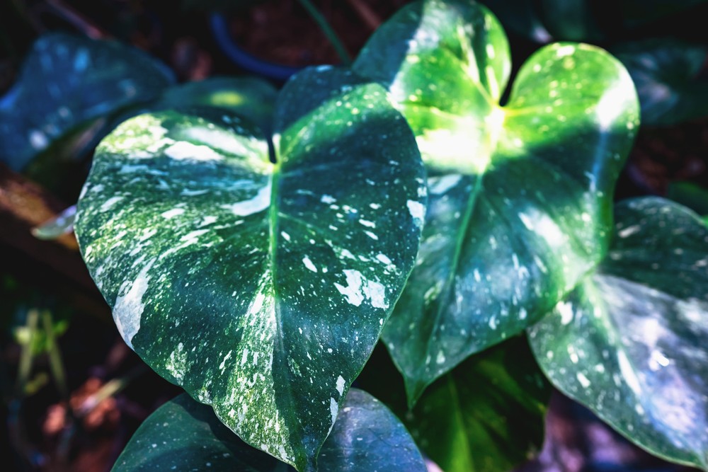 Plantas variegatas: o que são e como cuidar