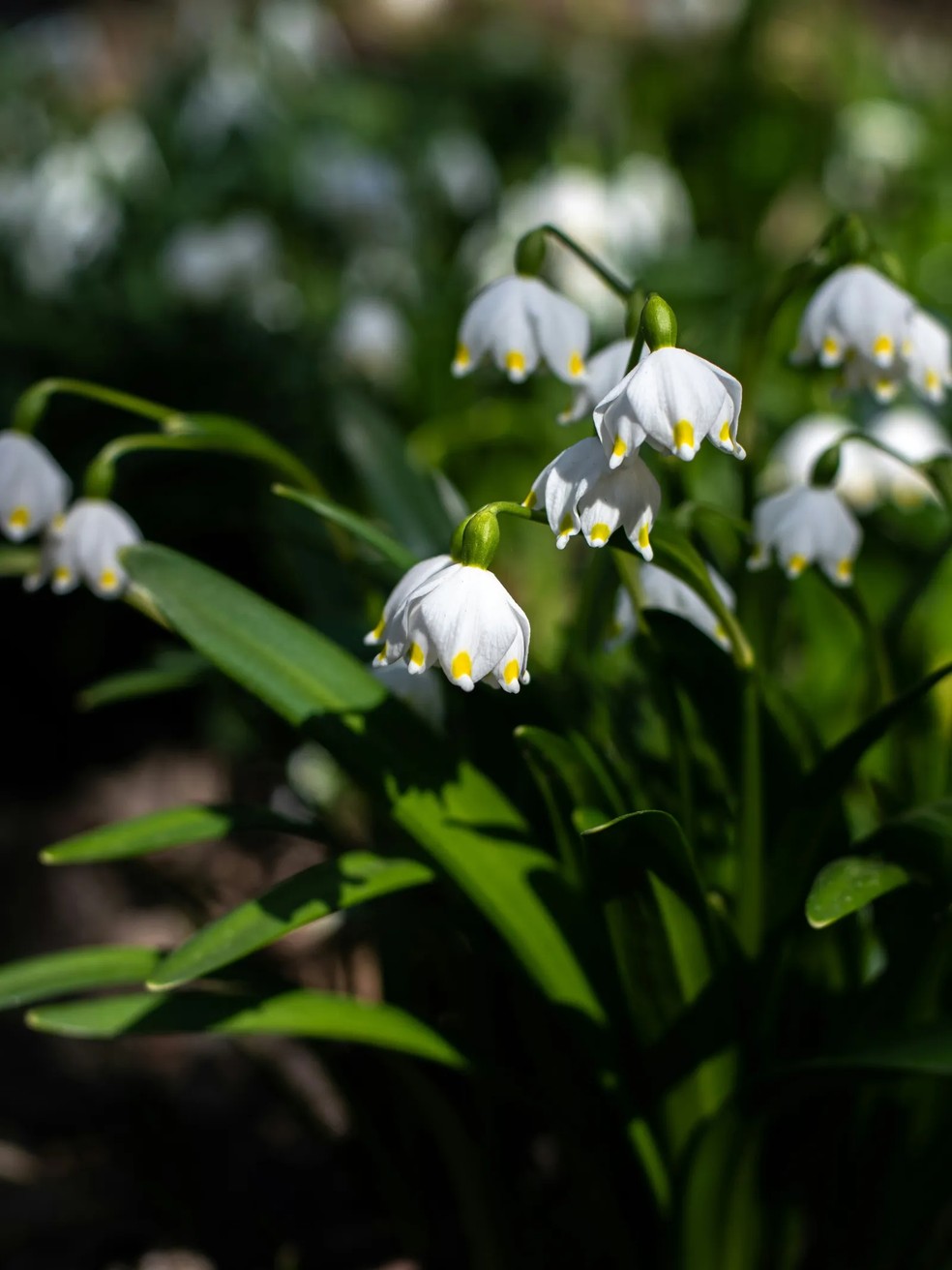 As melhores plantas para um jardim pequeno | Paisagismo | Casa Vogue